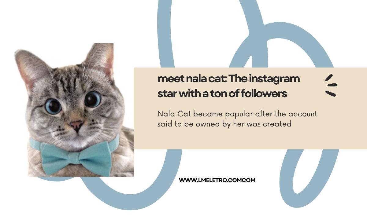 Meet nala cat: The instagram star with a ton of followers - tymoff